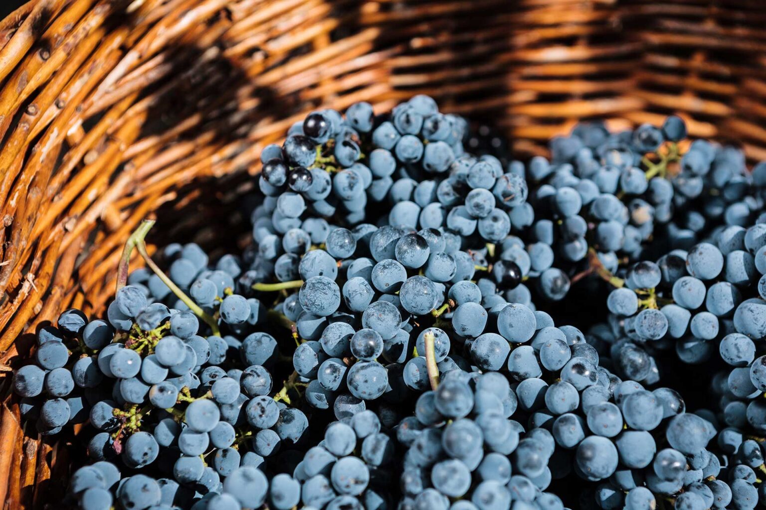 La Bodega – Bodega Mipanas